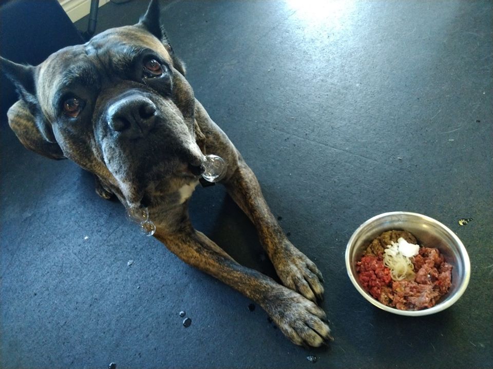 A Guide to Health Mutts products